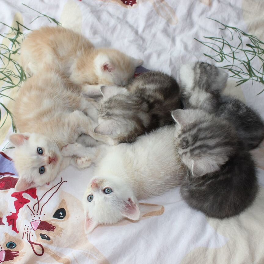 Шотландские котята