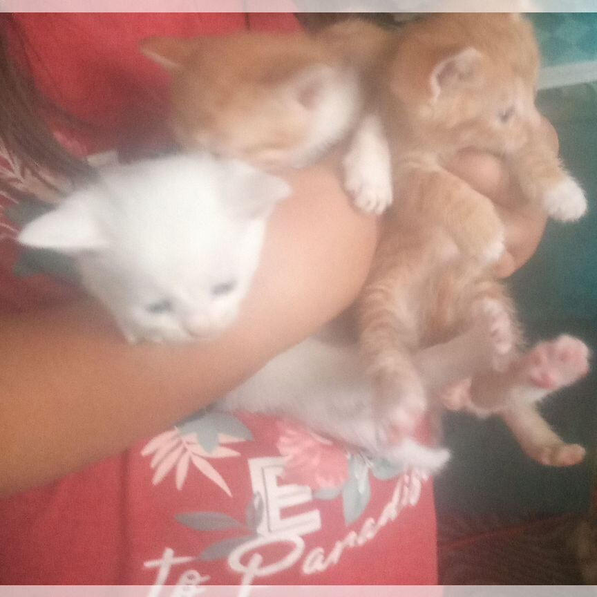 Отдам даром котят