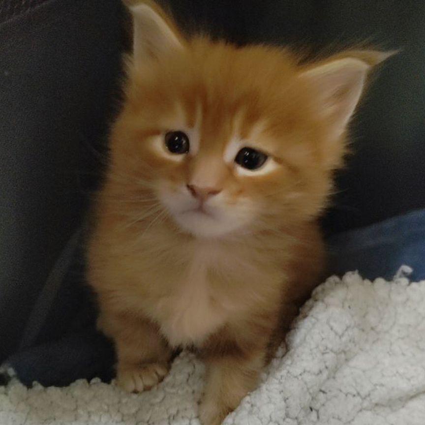 Мейн-кун котёнок