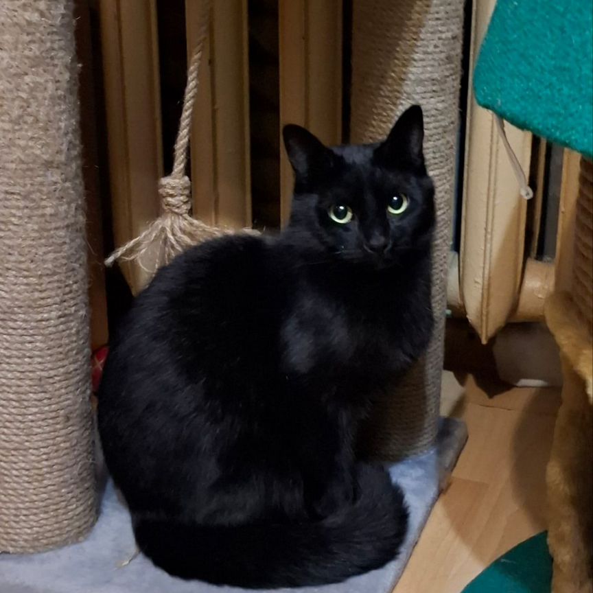 Котик Блекки