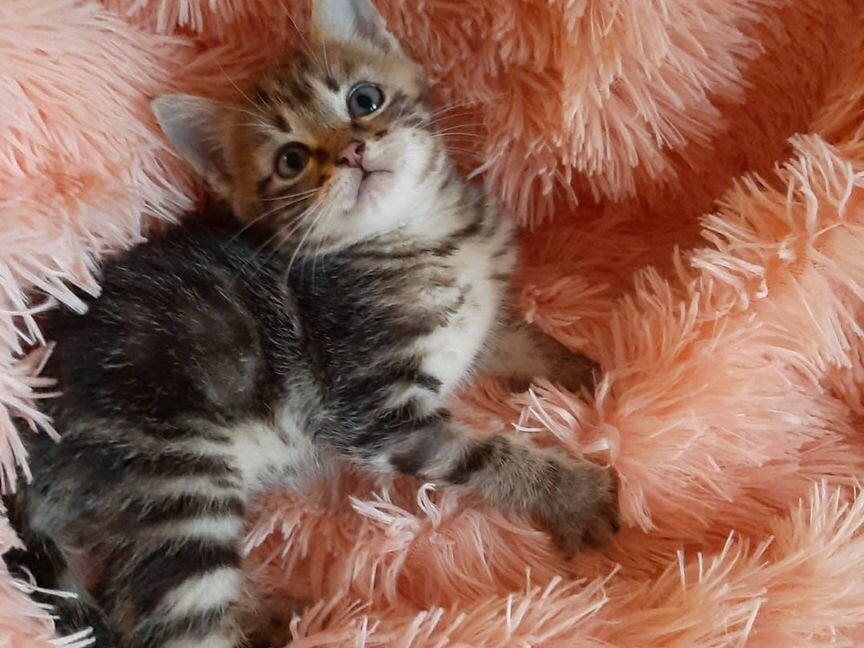 Сплошное очарование