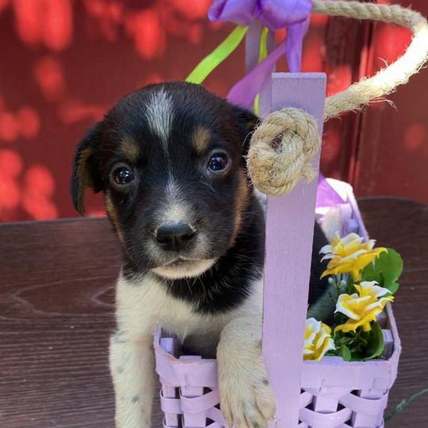 Щенок в добрые руки