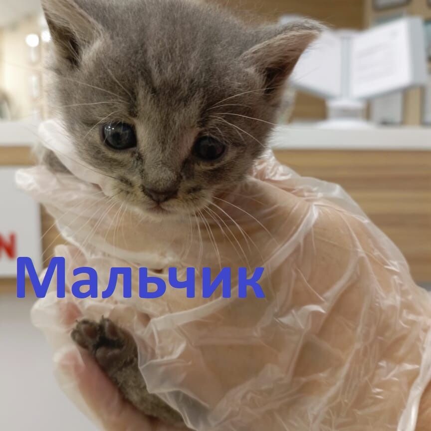 Котята в добрые руки