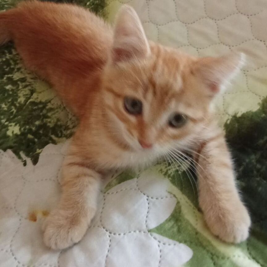 Рыжий котенок в добрые руки