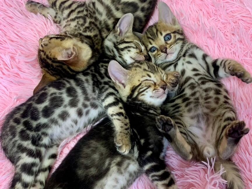 Бенгальские котята