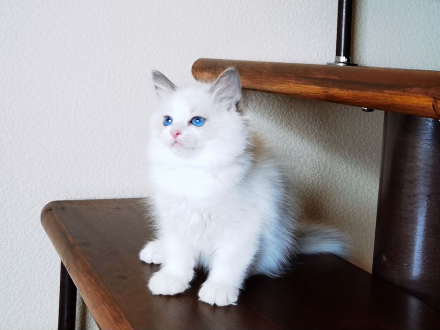Котята Рэгдолл