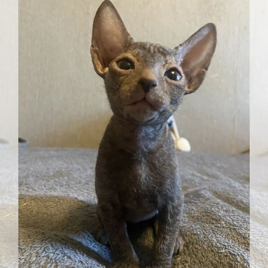Донской сфинкс котёнок