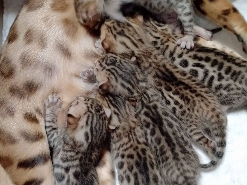 Бенгальские котята