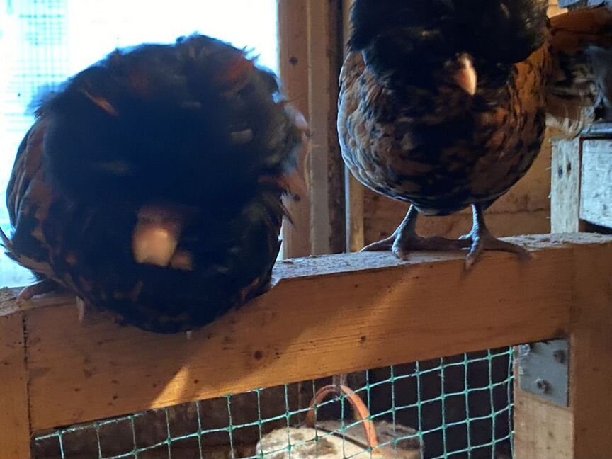 Падуан золотистый - несушки