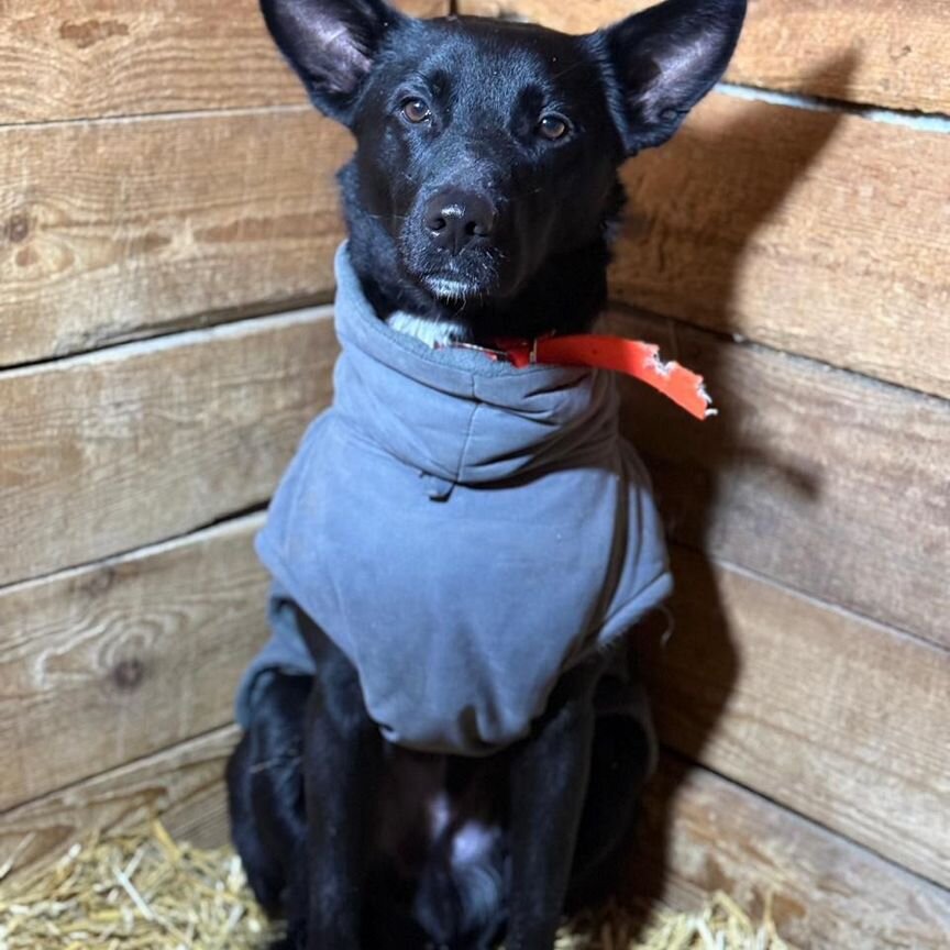 Небольшой пес Трюфель