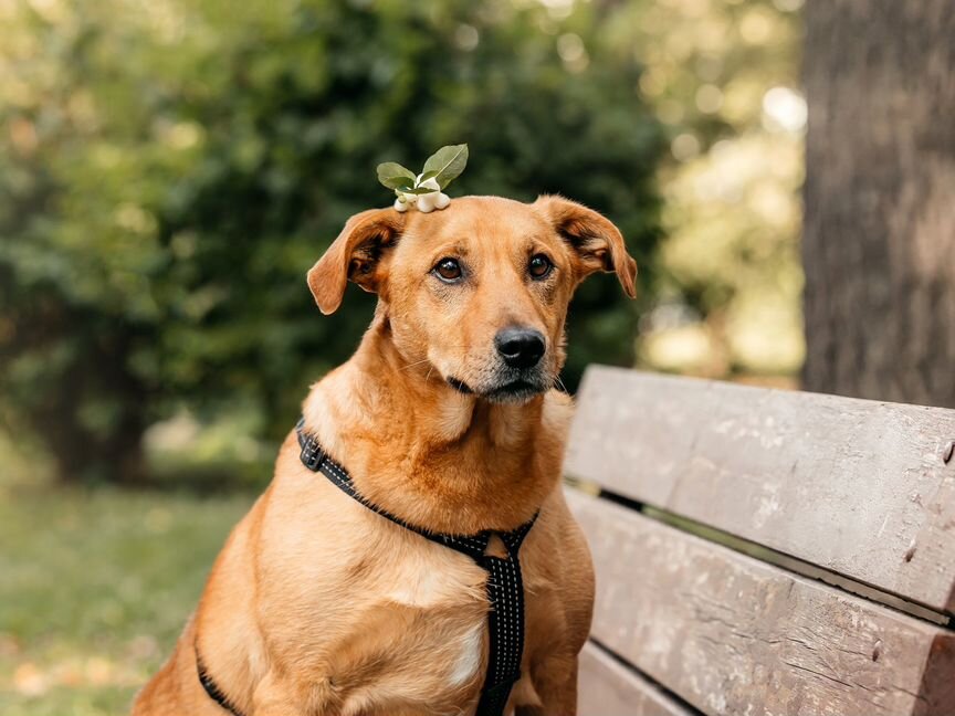 Собака в добрые руки