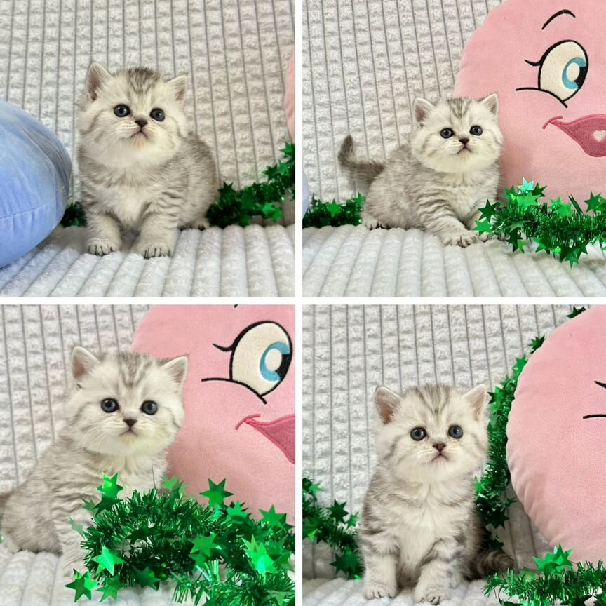Шотландские котята