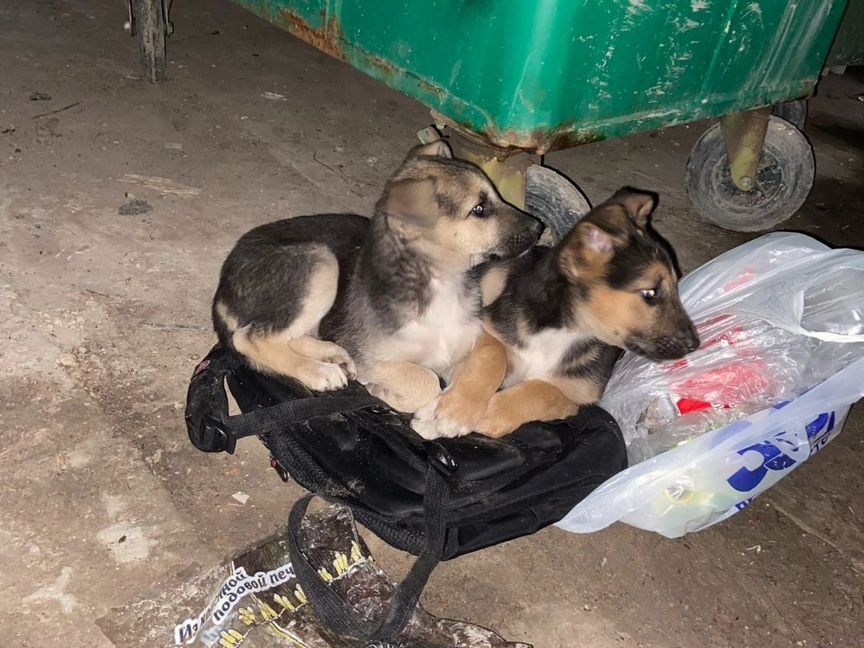 Щенки выброшены на помойку. Ищем дома девочкам