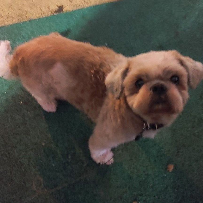 Ши-тцу, взрослая собака