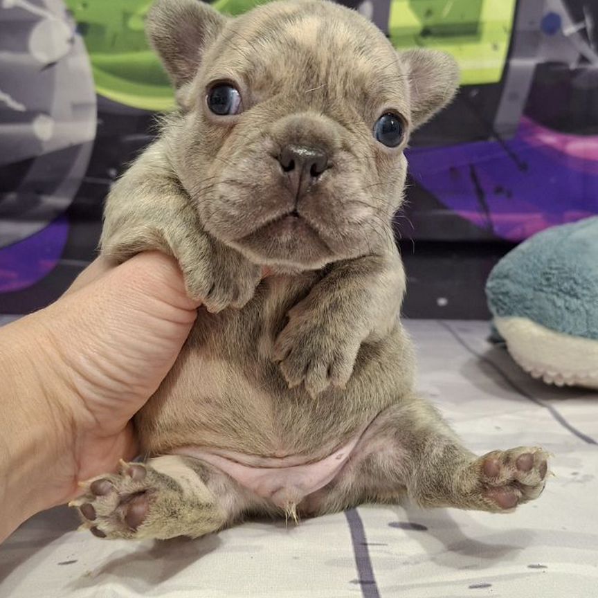 Французский бульдог, щенок
