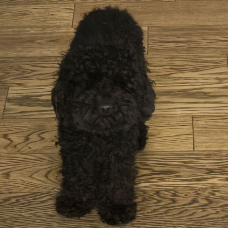 Пудель, щенок