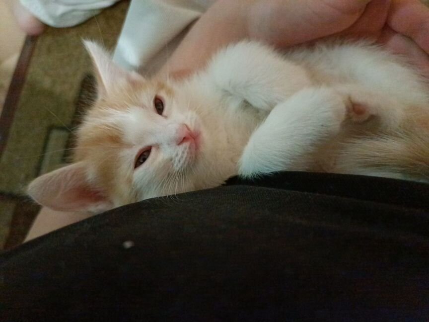 Котëнок мальчик полтора месяца