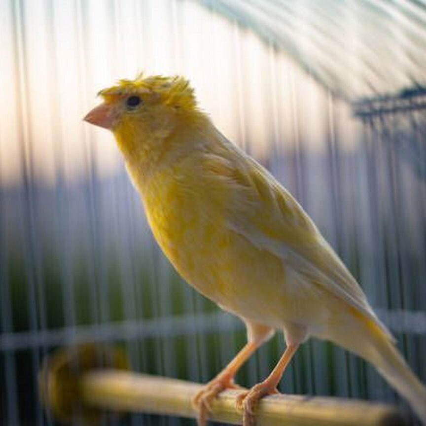 Кенар,канарейка