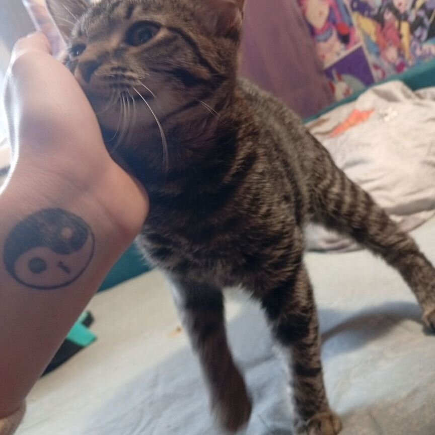 Кошечка Мишель
