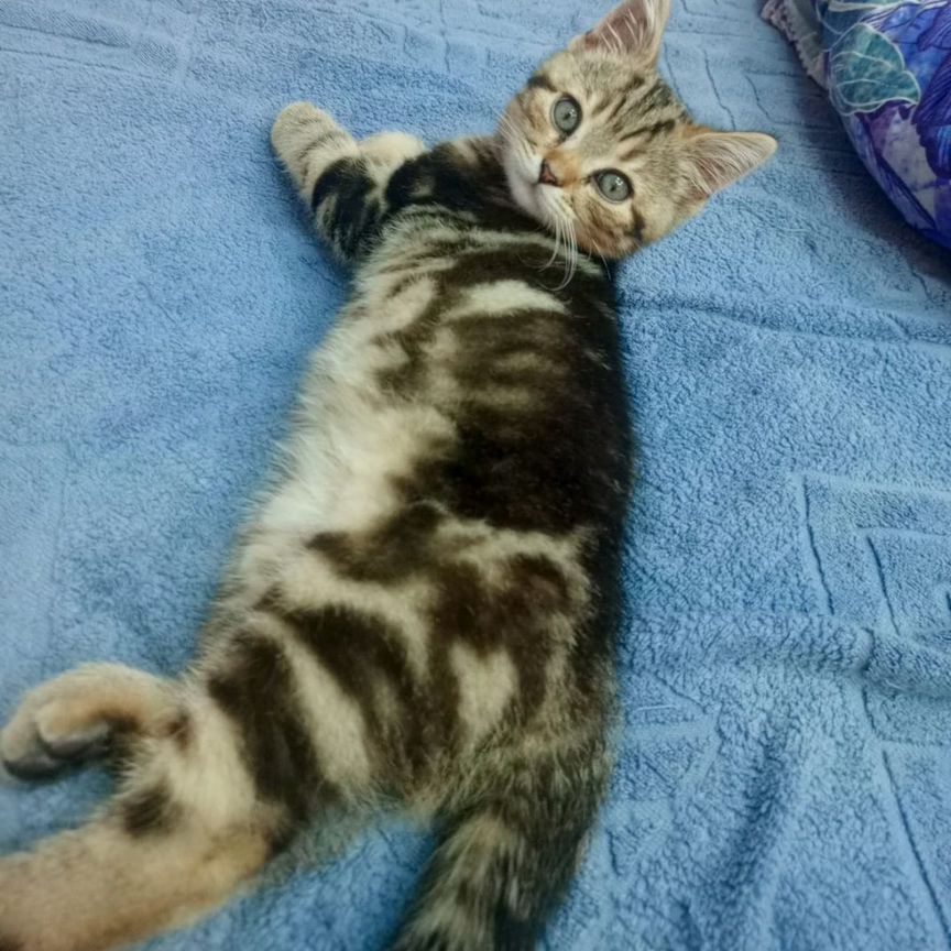 Шатланские котята