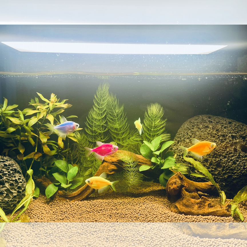 Стайка тернеций