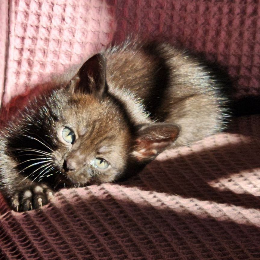 Отдам в добрые руки котят