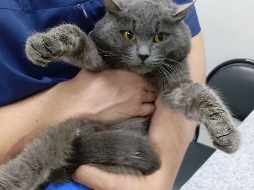 Британский котик ищет дом