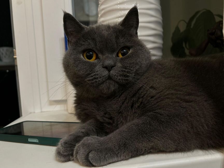 Британский кот в дар