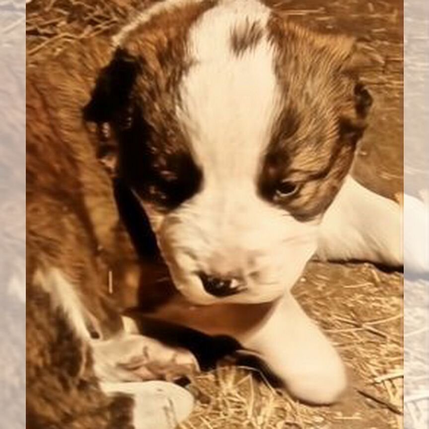 Среднеазиатская овчарка, щенок