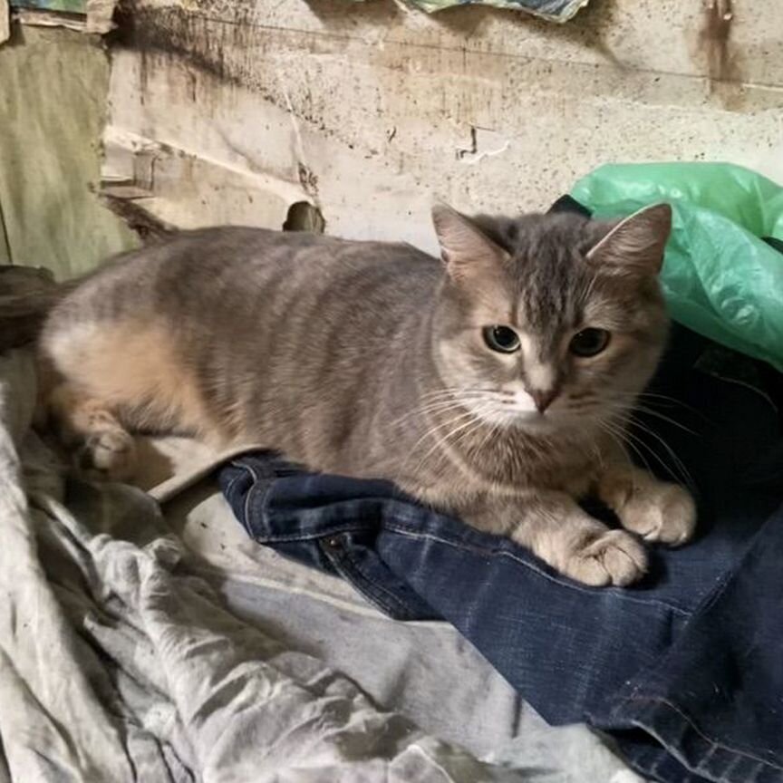 Взрослая, кошка в добрые руки
