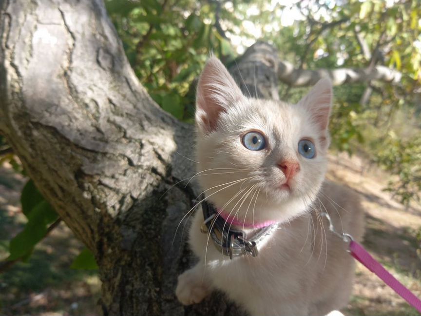 Персиковый котёнок девочка