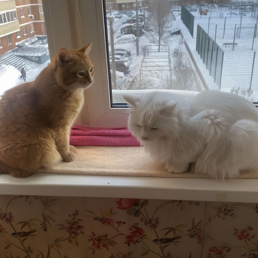 Взрослый кот в добрые руки