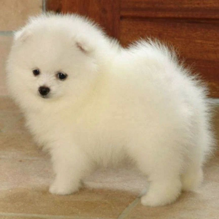 Померанский шпиц, щенок
