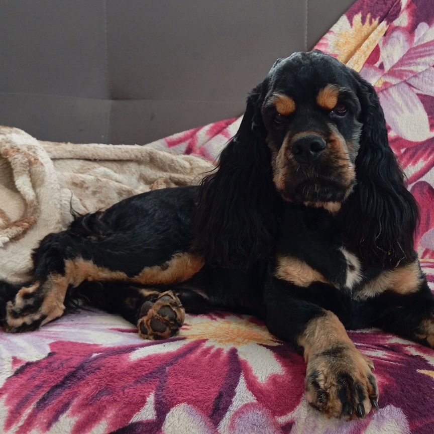 Щенок американского кокер спаниеля