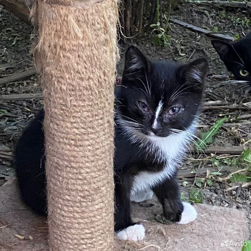 Котята в добрые руки бесплатно