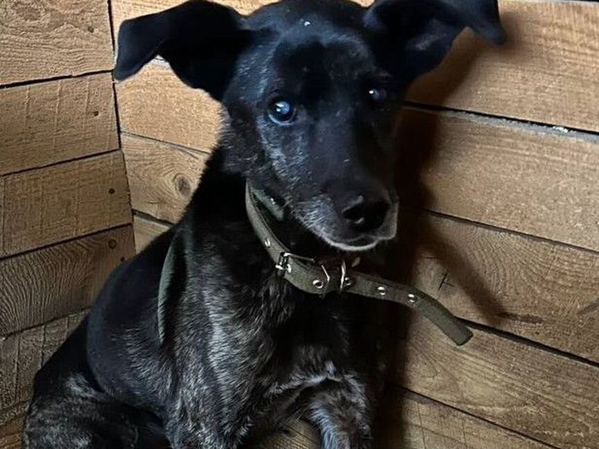 Собака, которая никогда не станет домашней в дар