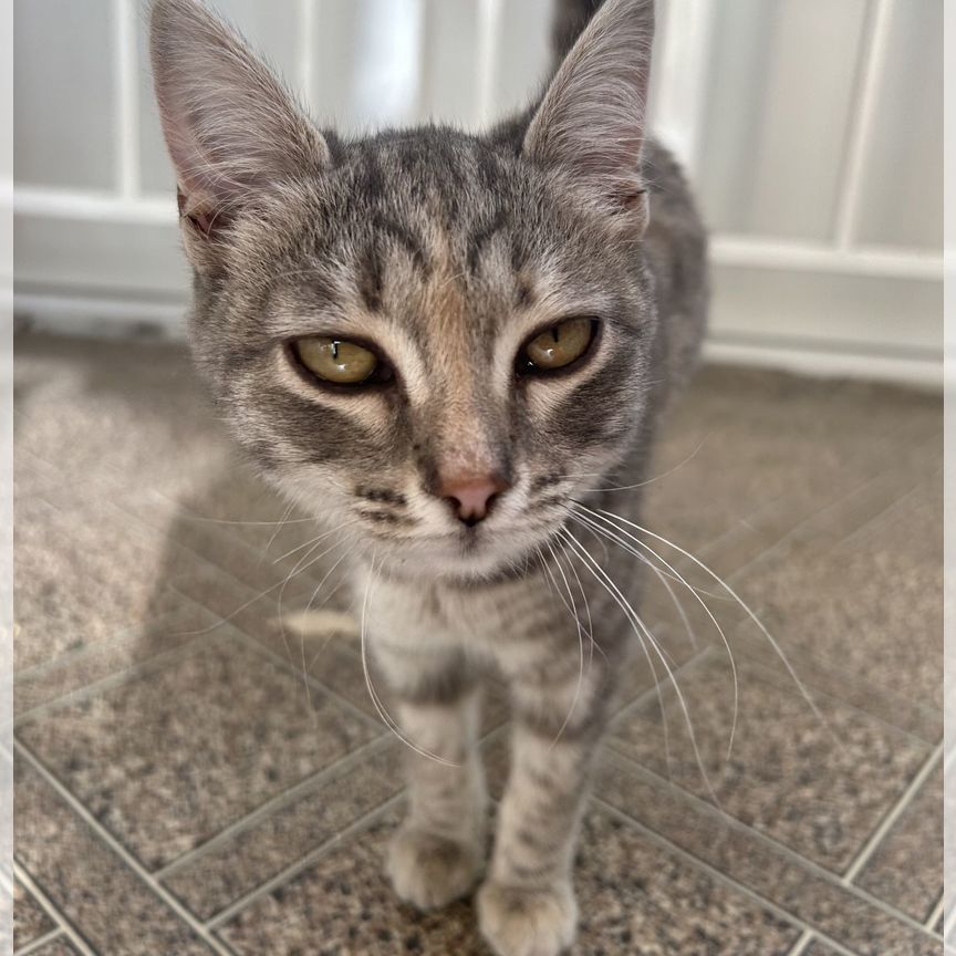 Котенок девочка серая