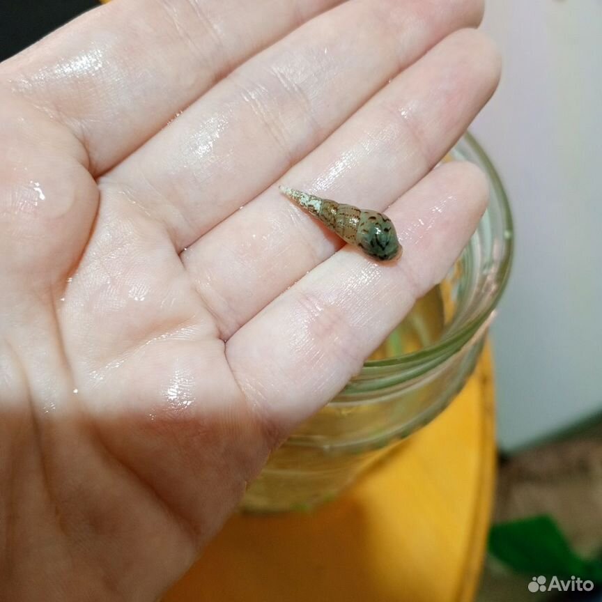 Улитка Мелания