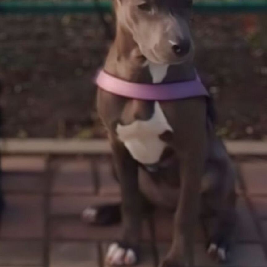 Стафф девочка