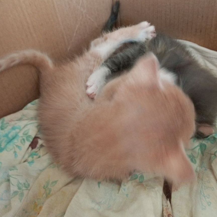 Котёнок в добрые руки