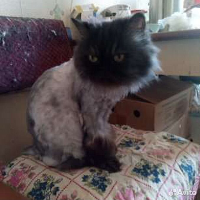 Персидская кошка Мурка