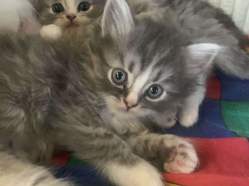 Котята