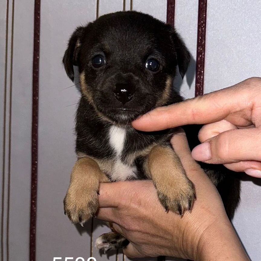 Маленькие комнатные собачки/щенки