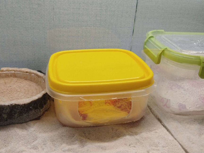 Домик под ключ эублефары