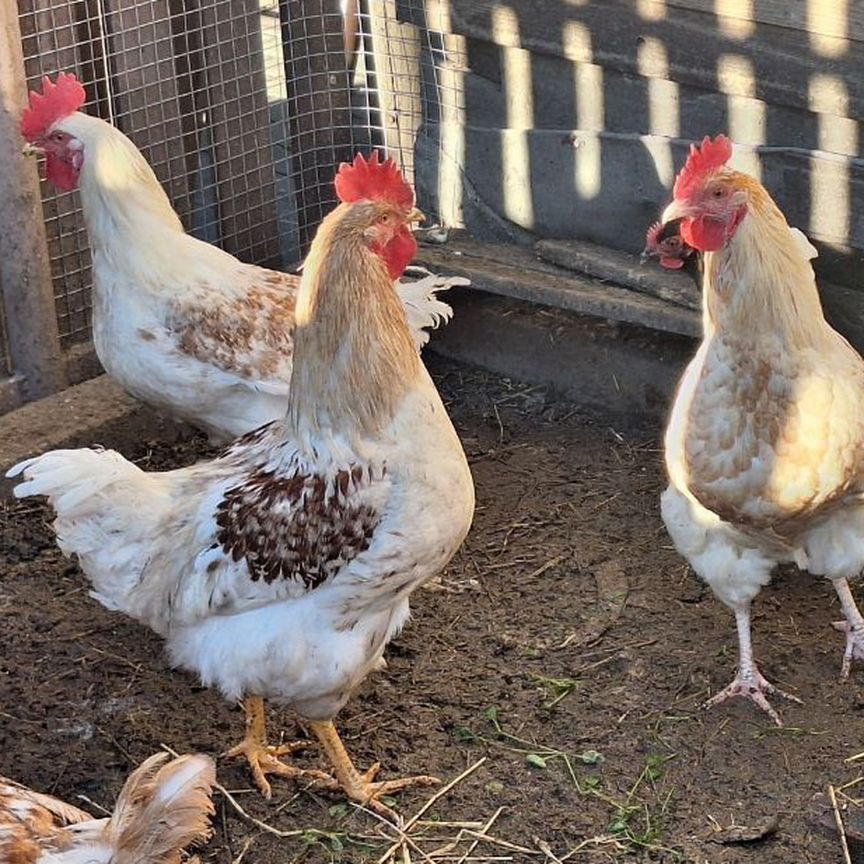 Молодые петухи