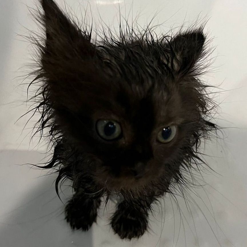 Отдам кота в добрые руки