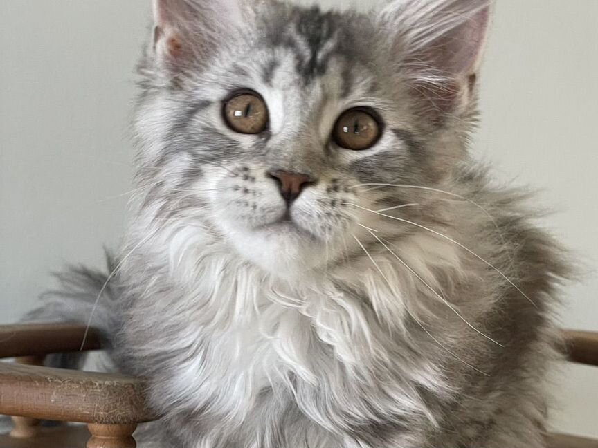 Чудо девочка мейн-кун