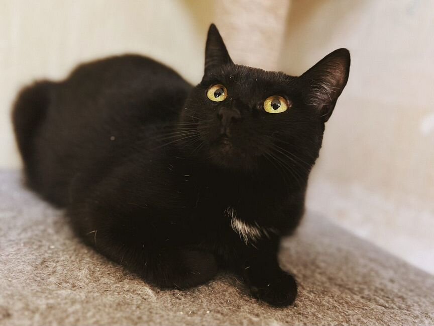 Баффи в добрые руки