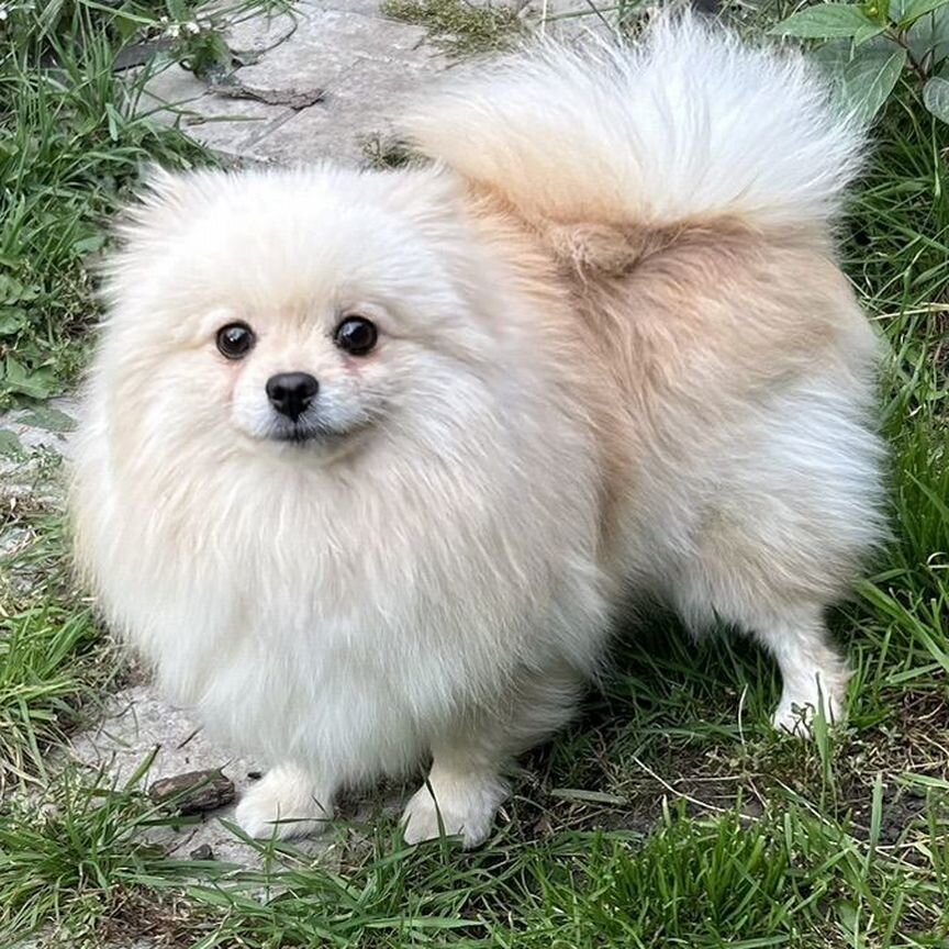 Собачий пух