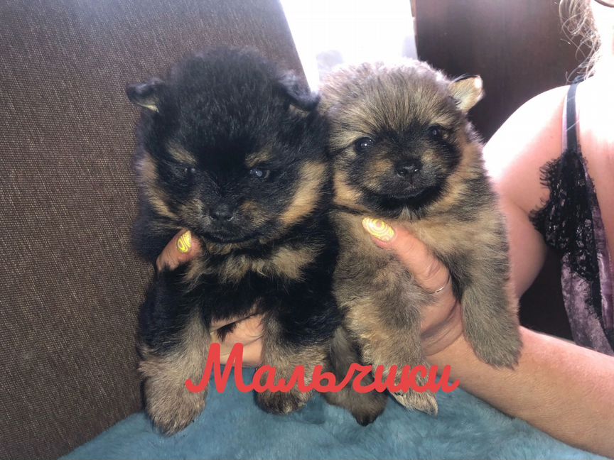 Щенки померанского шпица